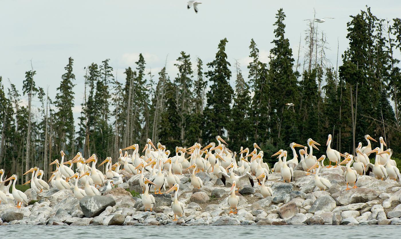 American White Pelican Klaus Nigge Photography