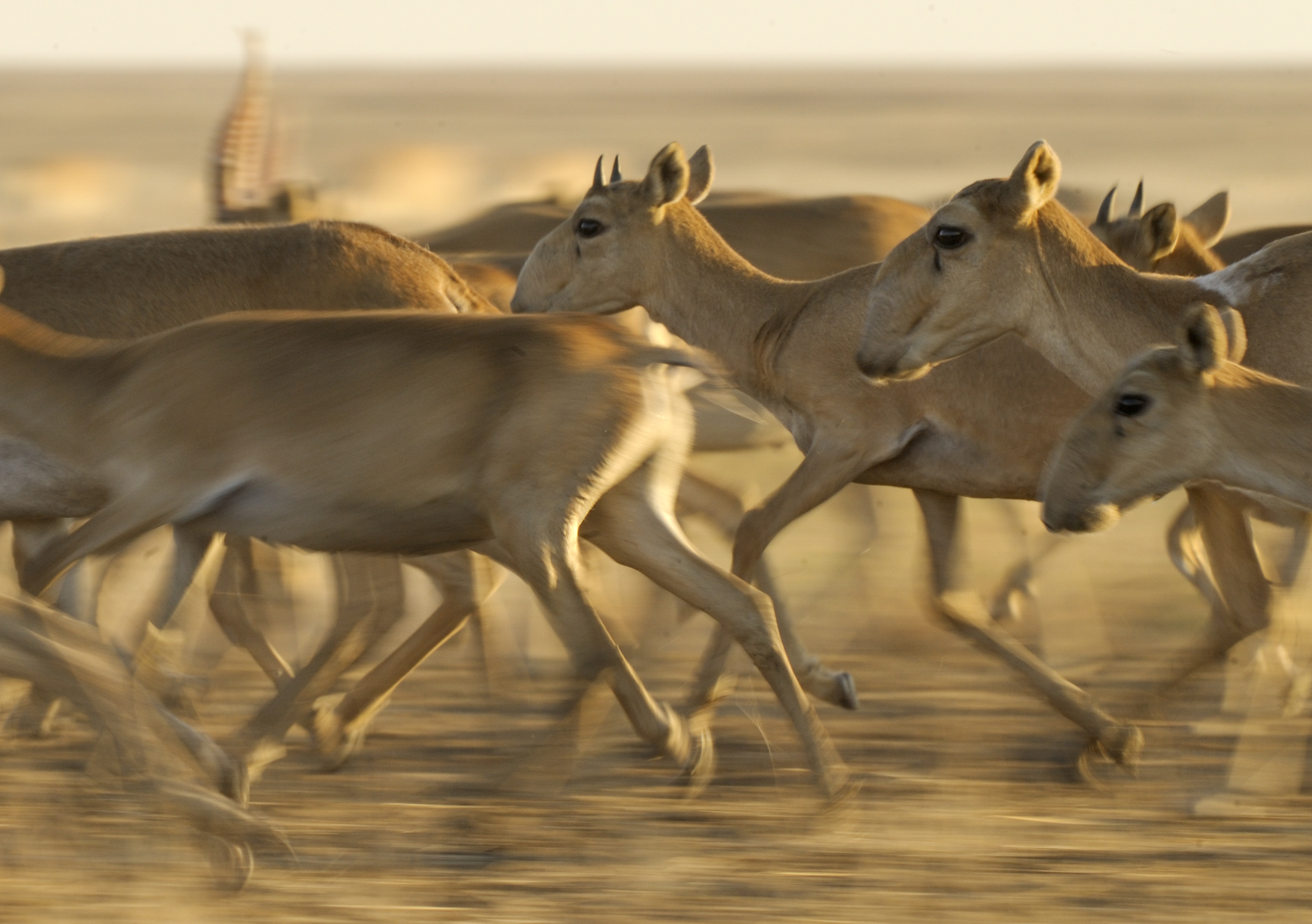 Saiga - Klaus Nigge Photography